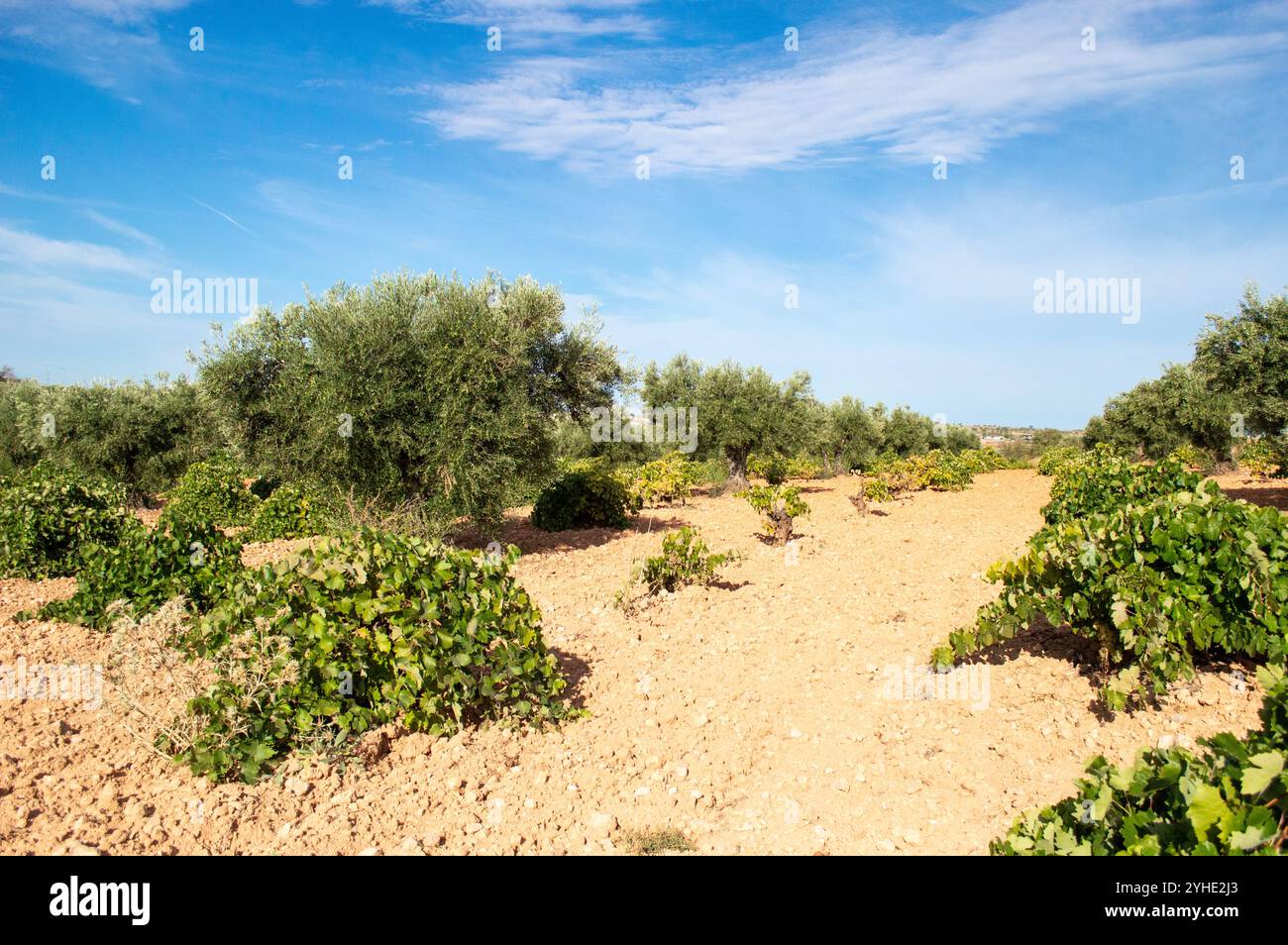 Spanish olive grove and vineyard. Mediterranean agriculture Stock Photo ...