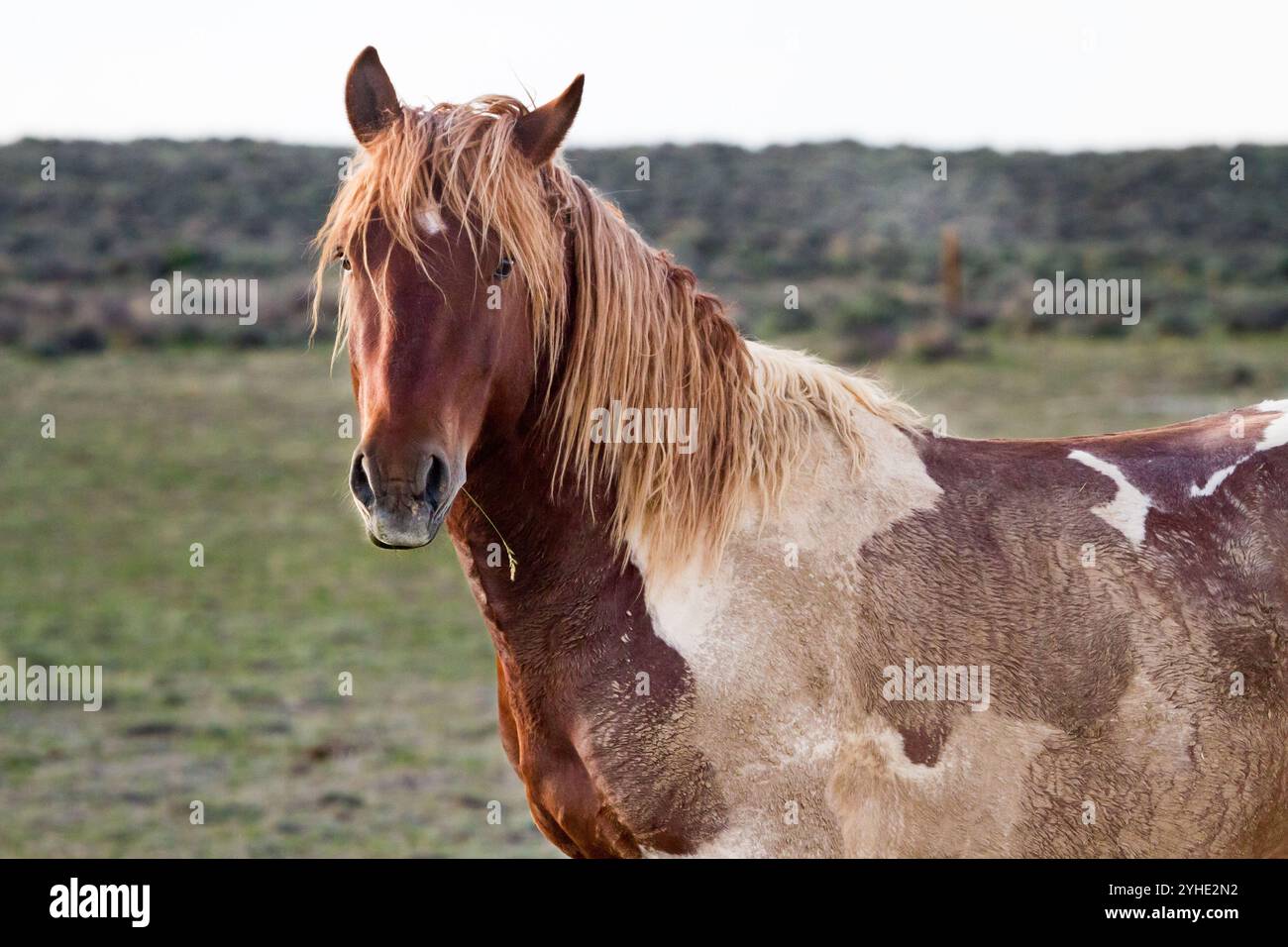 Usa wyoming wild stallion hi-res stock photography and images - Alamy