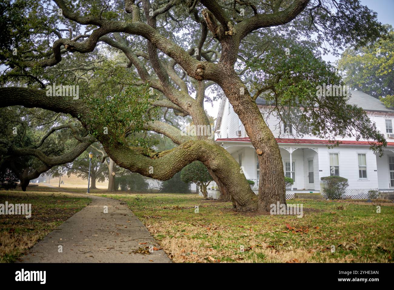 HAMPTON, Virginia — Historic live oak trees grace the main quadrangle ...