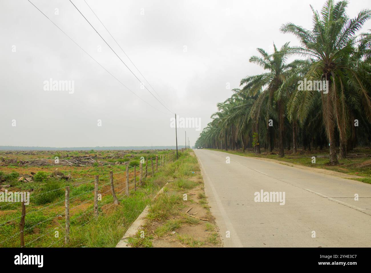 Palm oil plantations deforestation hi-res stock photography and images ...