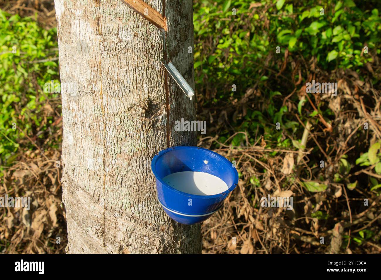 closeup of a rubber tree garden with blue plastic latex container ...