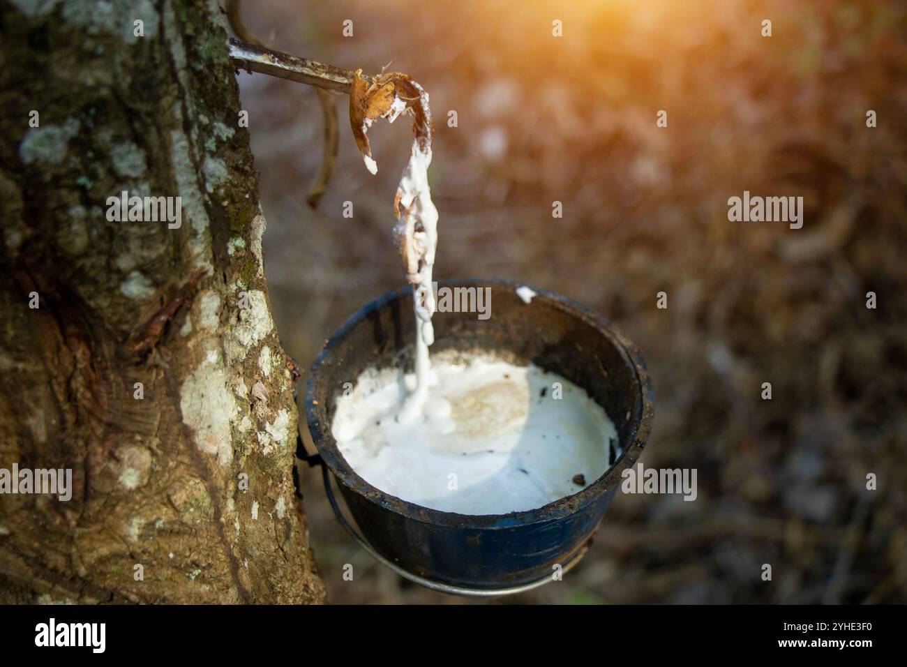 Closeup Rubber tapping in a rubber plantation in lampung, indonesia ...