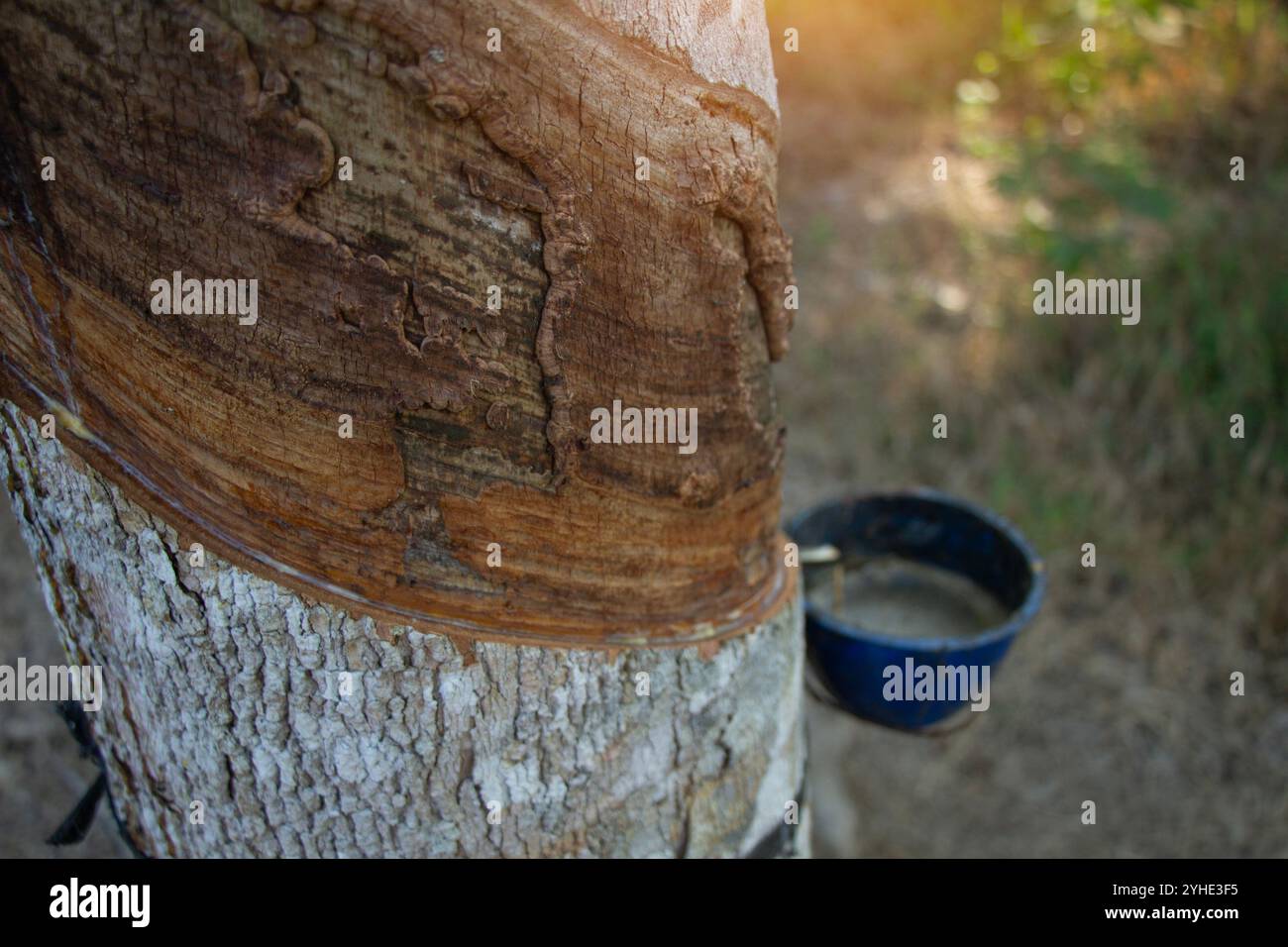 Rubber tapping trees that do not produce latex, rubber plantations ...