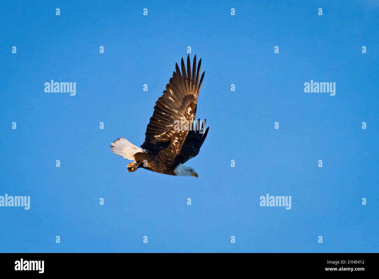A bald eagle soard above the National Elk Refuge in Jackson Hole ...
