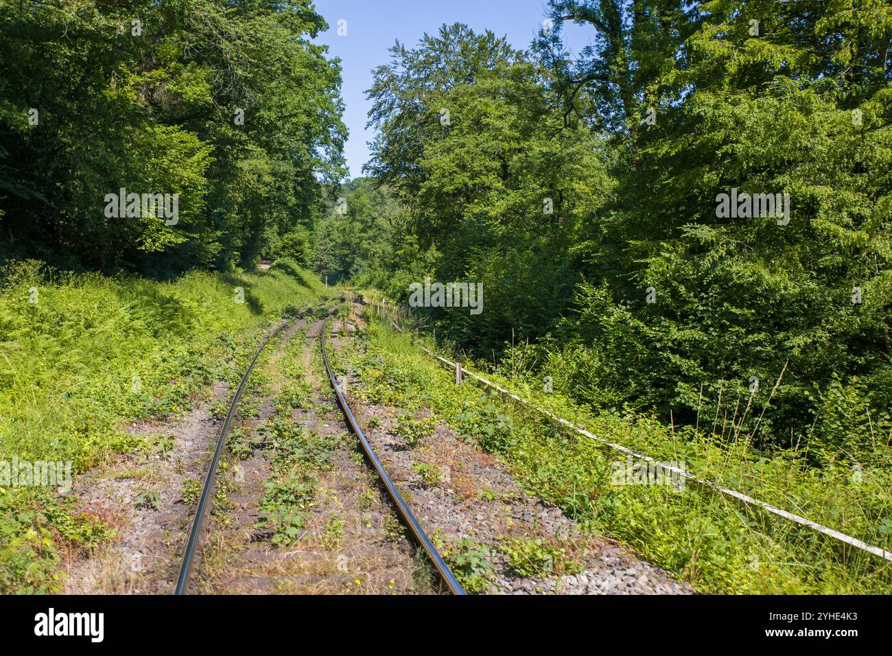 railroad tracks in the dense forest overgrown with weeds and grass in the sunshine Stock Photo ...