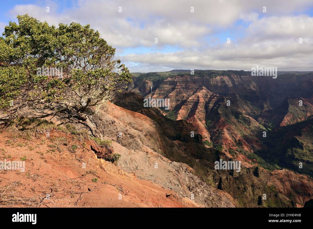 A large bushy tree struggles for it's grip on life at Waimea Canyon ...