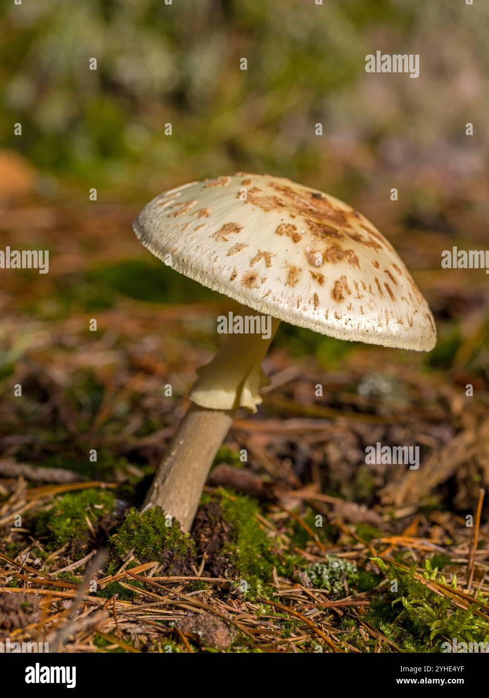 a mushroom called false death cap on brown forest soil in the sun Stock ...