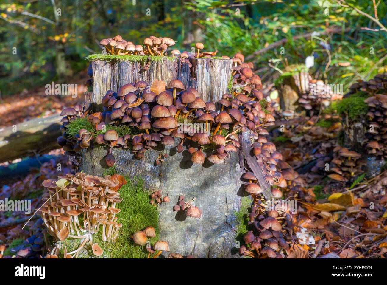 a tree stump in the forest overgrown with many brown mushrooms in the ...