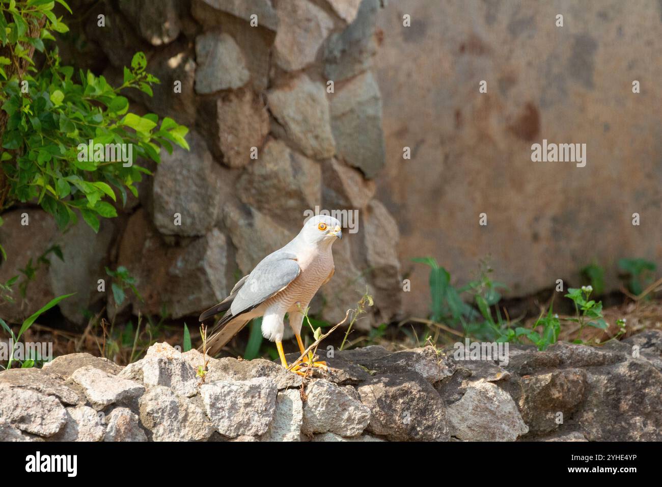 shikra, little banded goshawk, sparrowhawk african and asian bird of ...