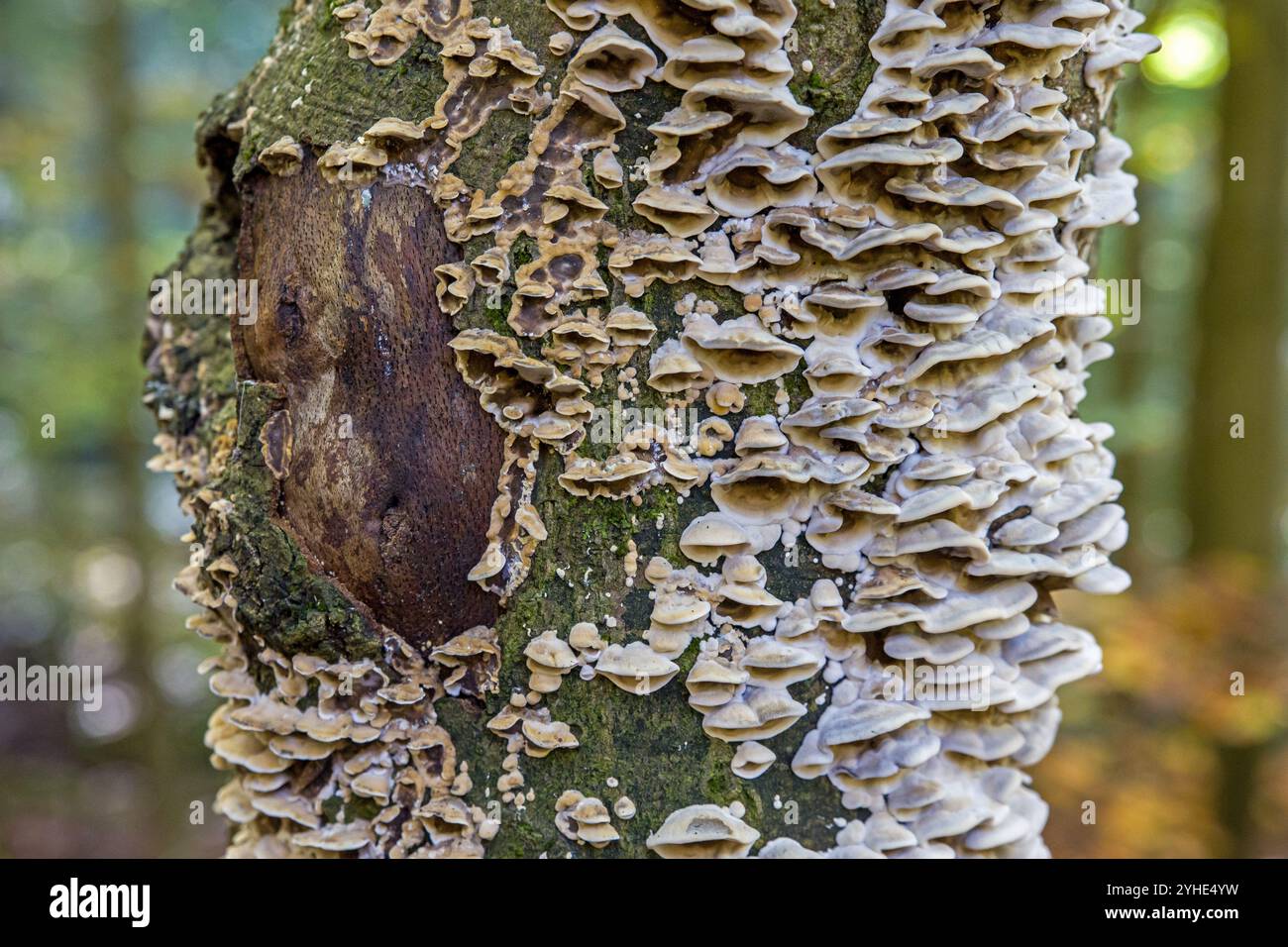 a tree trunk covered with a white tree fungus Stock Photo - Alamy