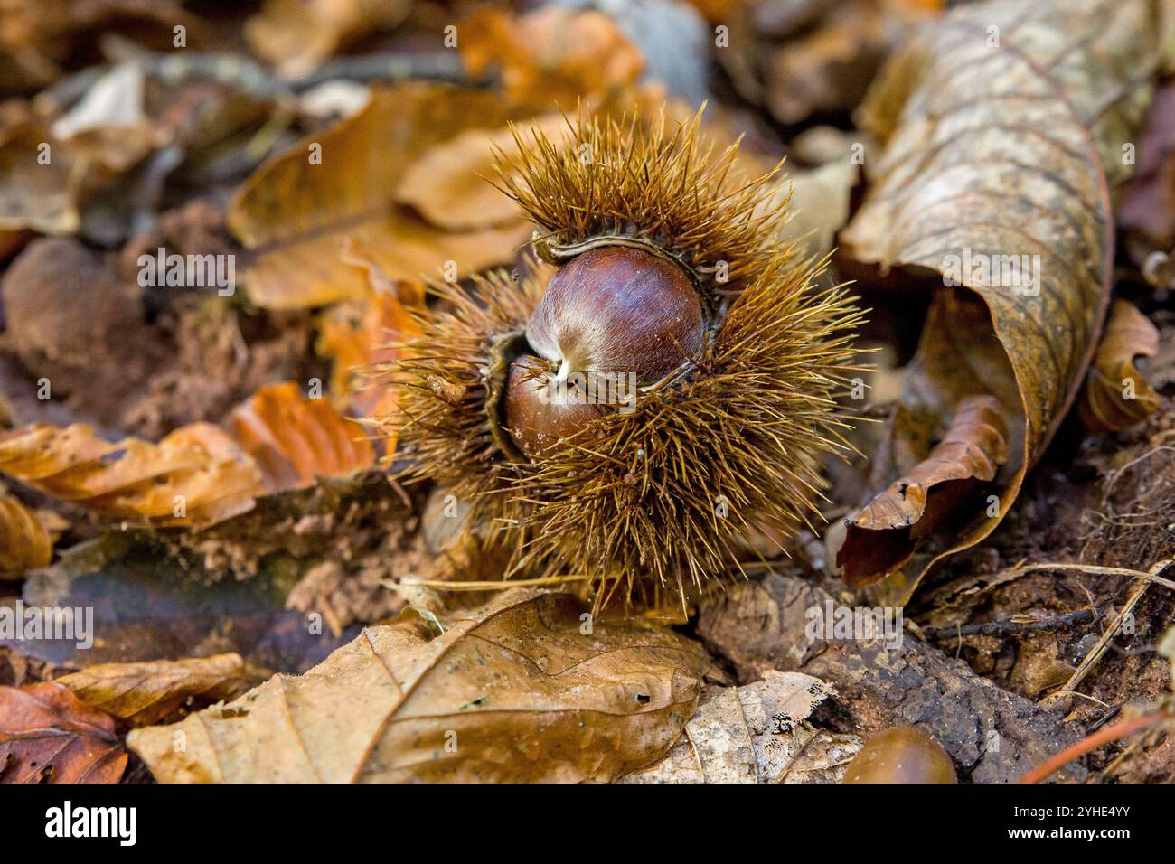 a half-open prickly chestnut lying on the forest floor with marrons in ...