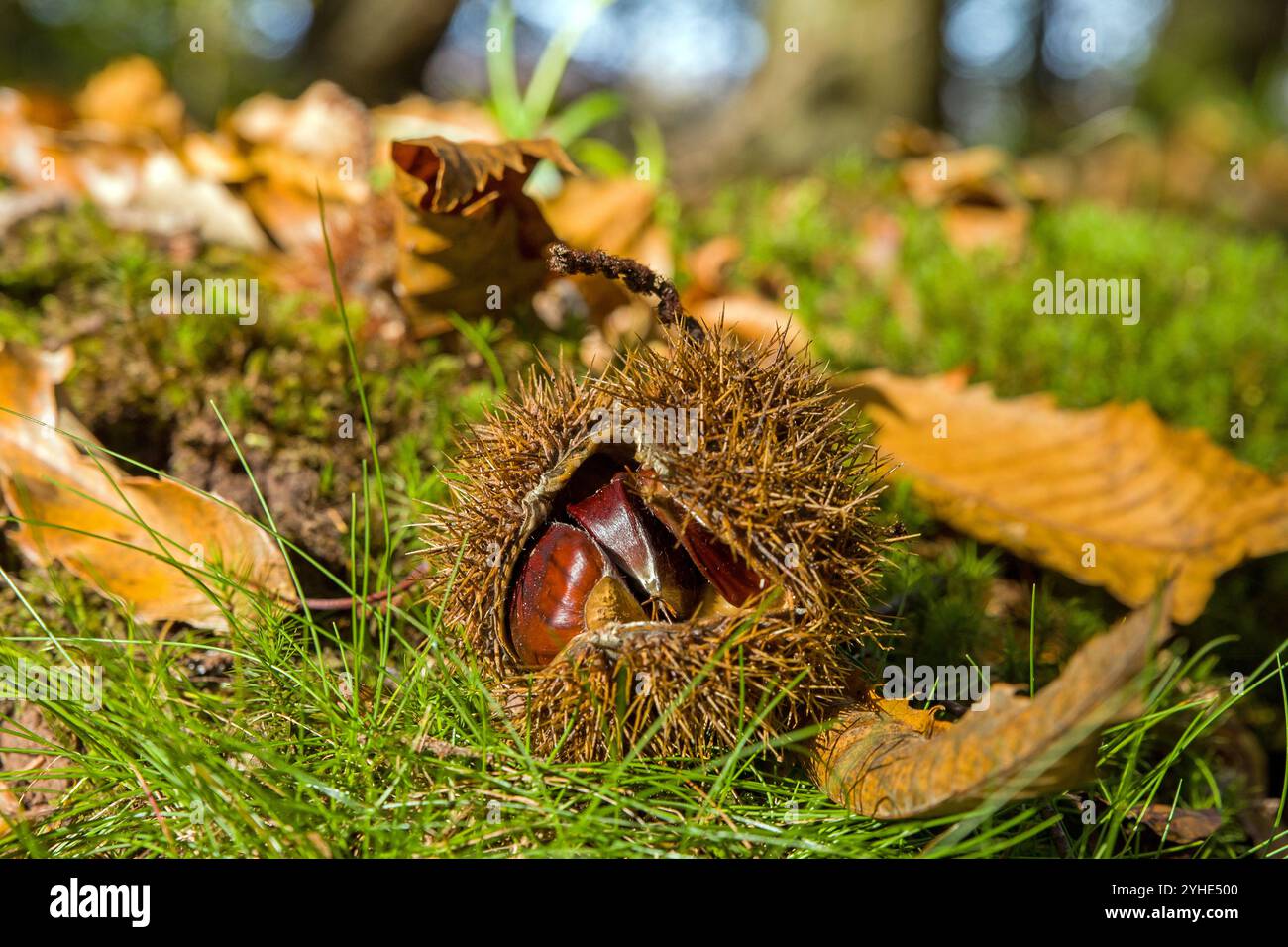Marron grass hi-res stock photography and images - Alamy