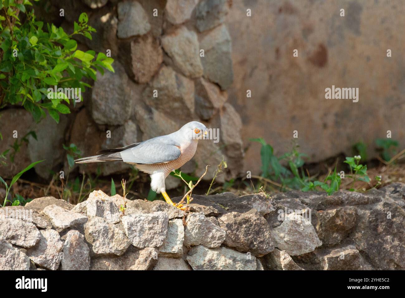 shikra, little banded goshawk, sparrowhawk african and asian bird of ...