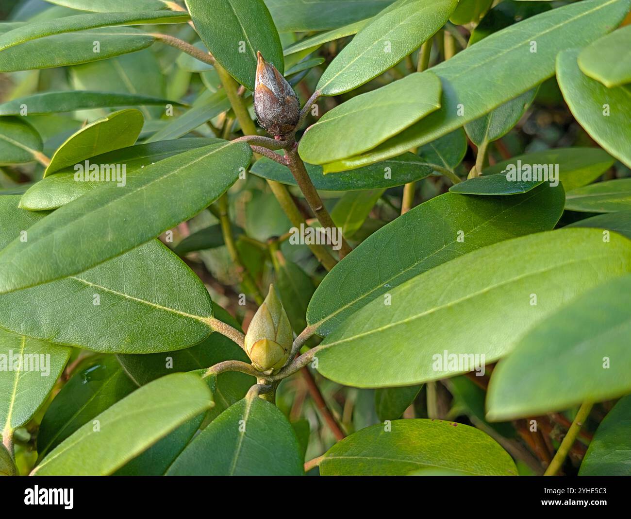 a brown dead rhododendron bud with fungus transmitted by the ...
