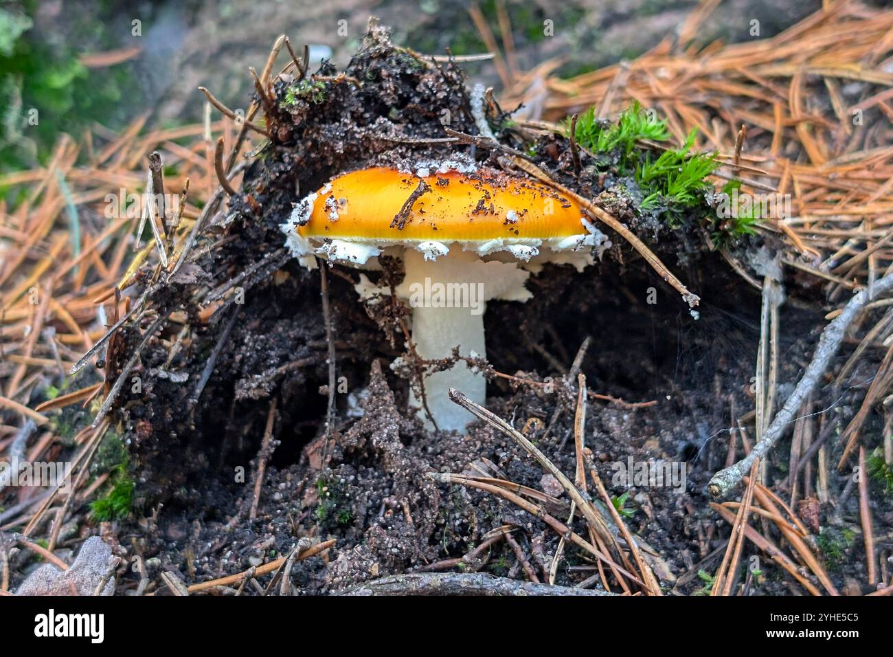 side view of a young yellow toadstool still covered with forest soil ...