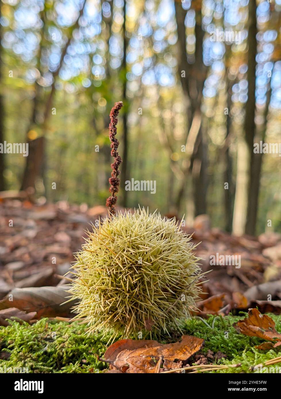 a green closed prickly chestnut lying on the mossy forest ground in ...