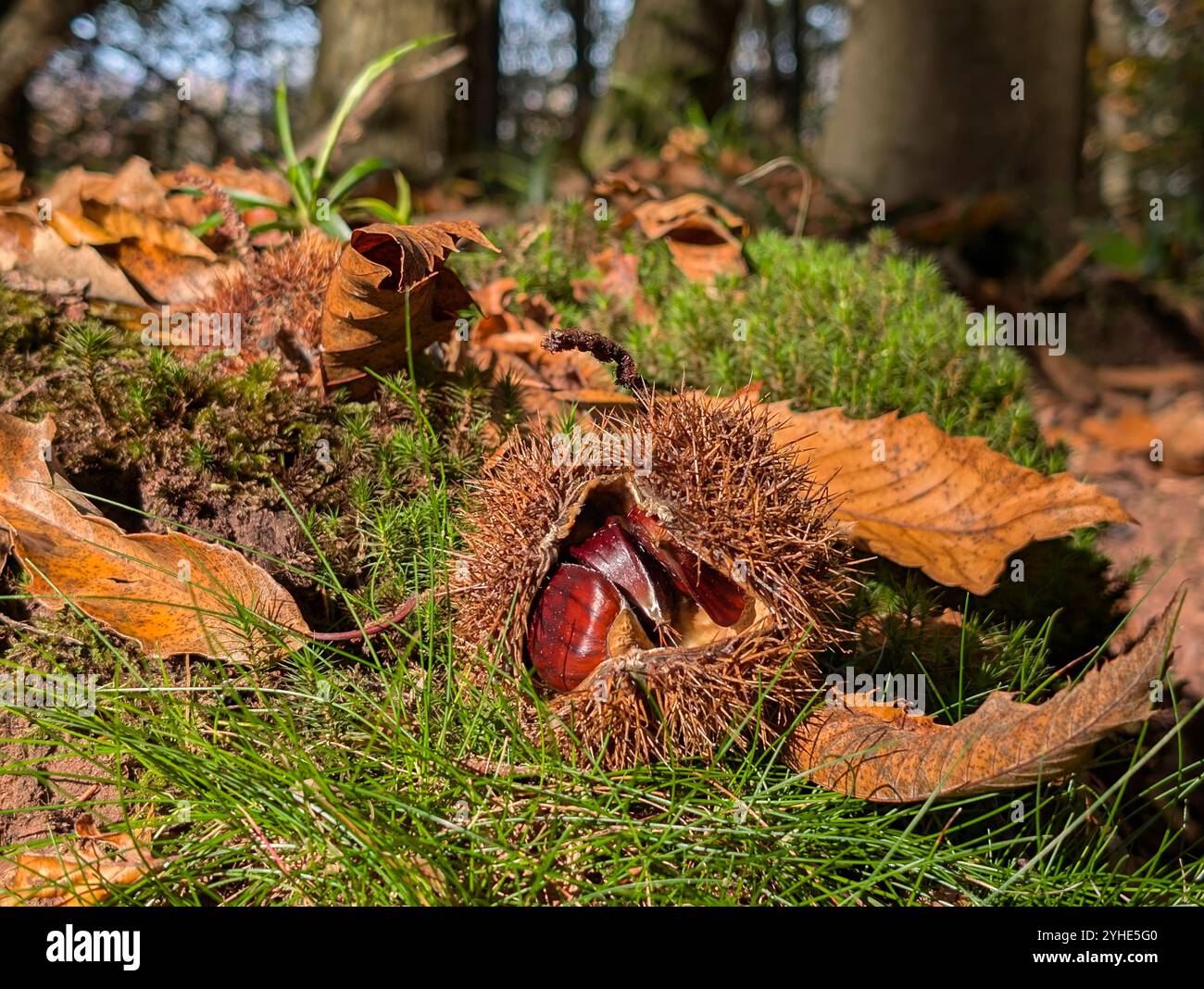 Chestnut fruit half open hi-res stock photography and images - Alamy