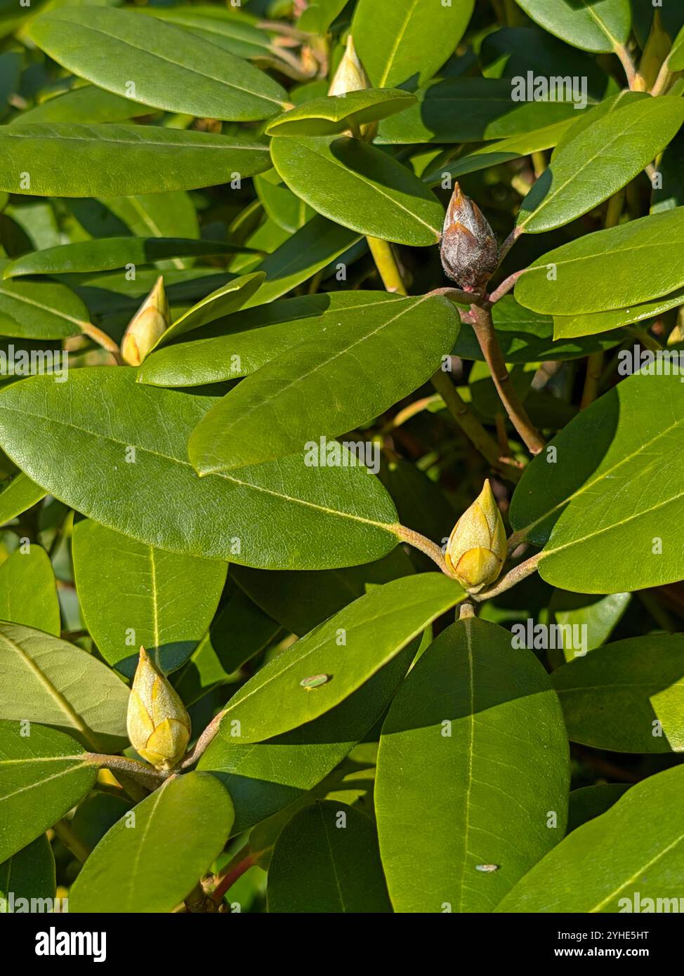 a brown dead rhododendron bud with fungus transmitted by the ...