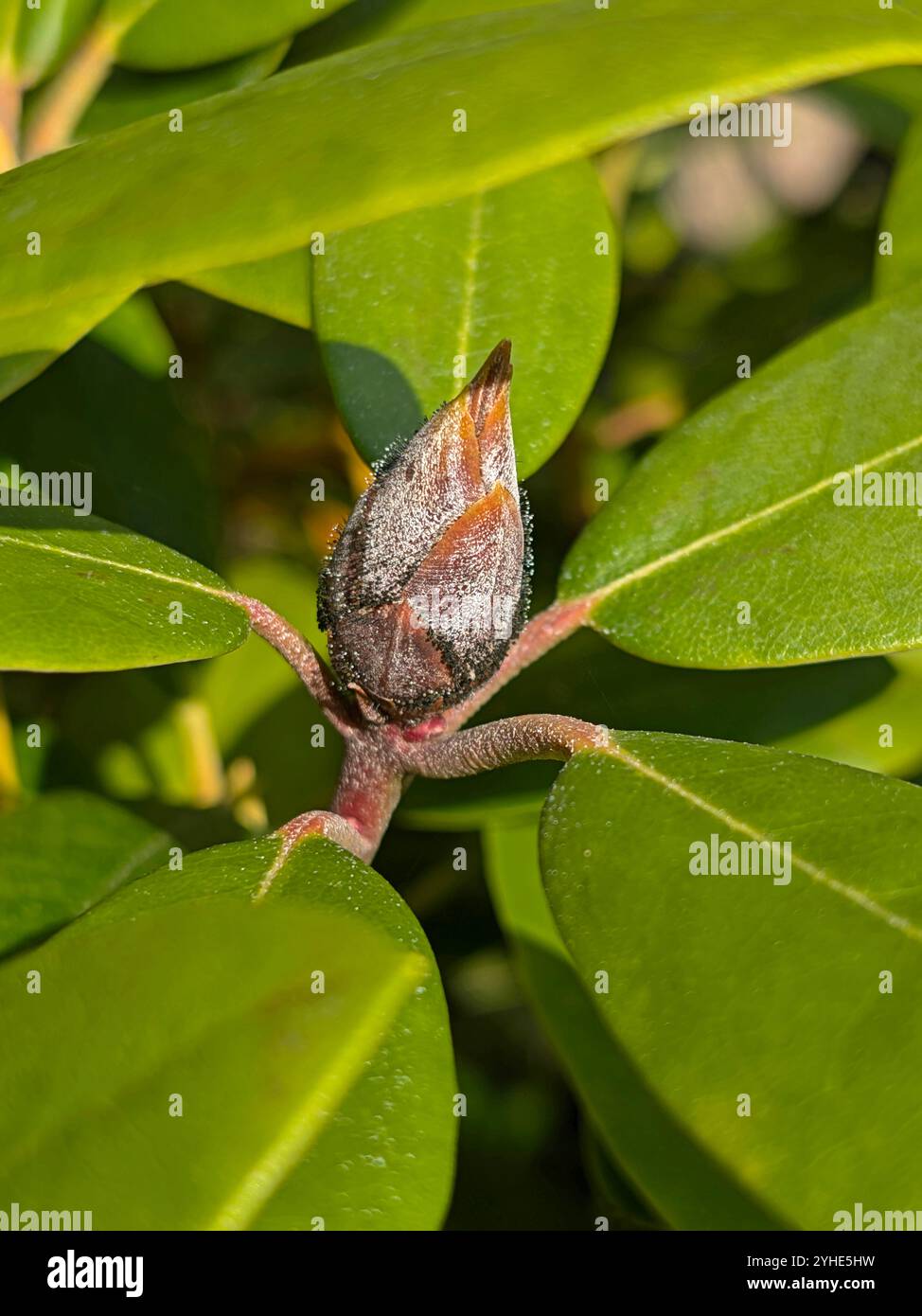 a brown dead rhododendron bud with a fungus transmitted by the ...