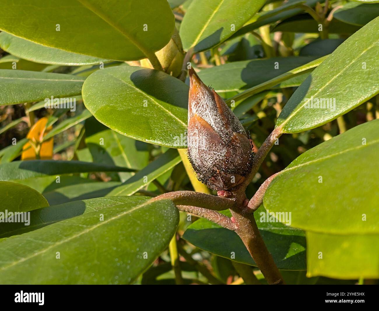 Spiky fungus hi-res stock photography and images - Alamy