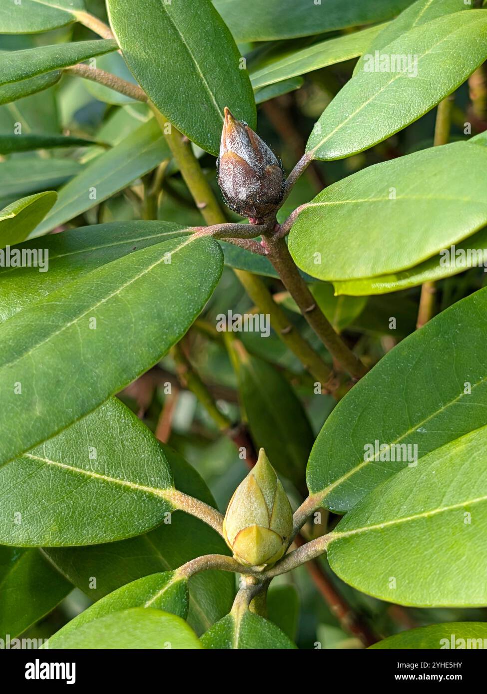 a brown dead rhododendron bud with fungus transmitted by the ...