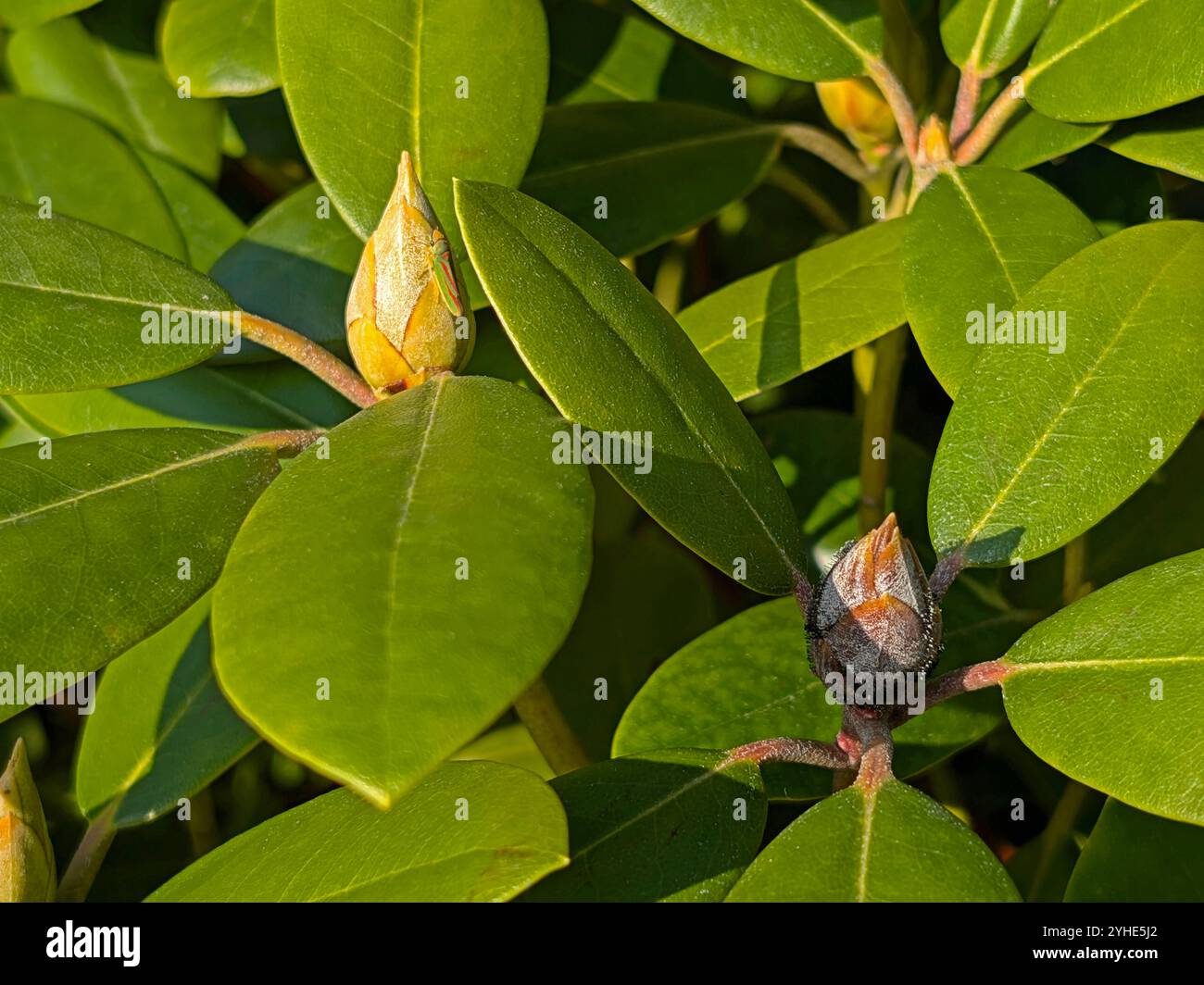 a brown dead rhododendron bud with fungus transmitted by the ...