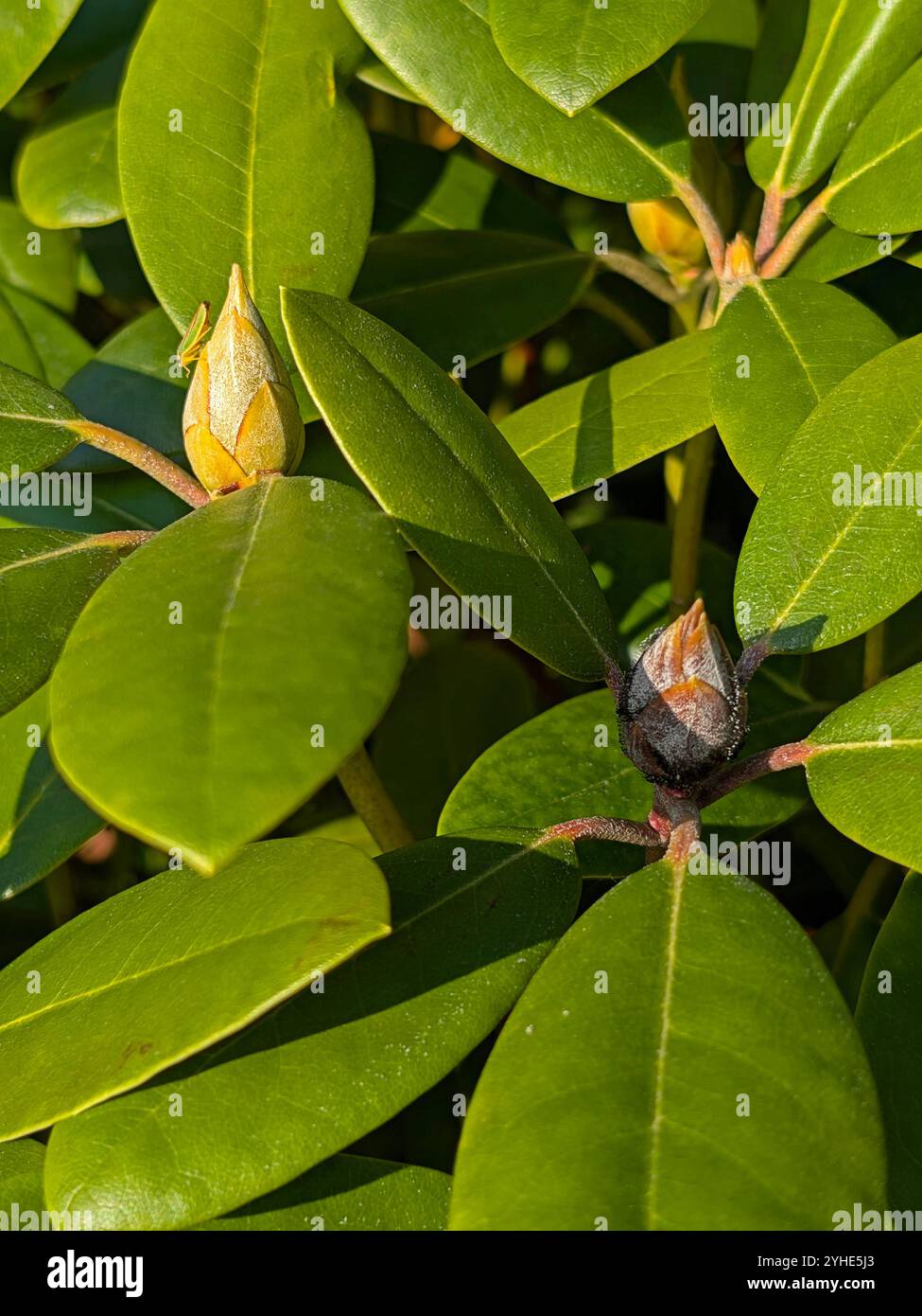 a brown dead rhododendron bud with fungus transmitted by the ...