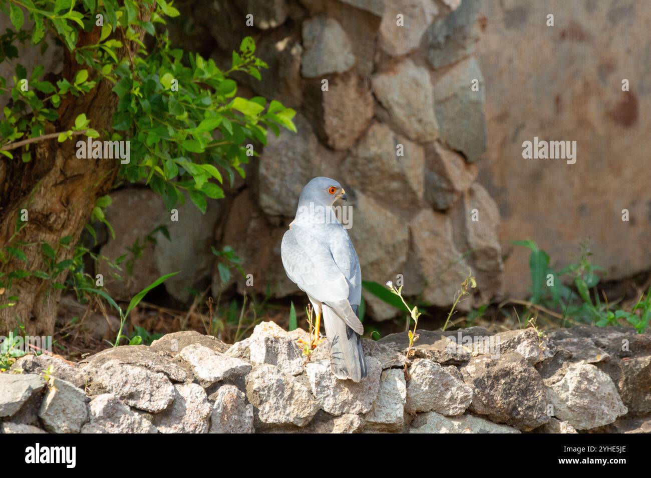 shikra, little banded goshawk, sparrowhawk african and asian bird of ...