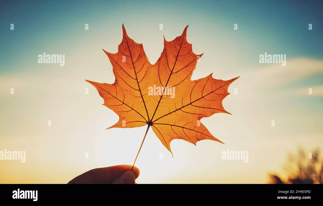 Silhouette of a single backlit autumn maple leaf held against a warm ...