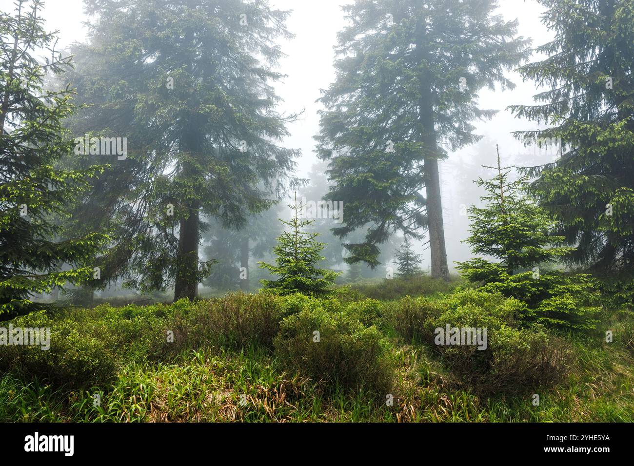 Spruce tree forest in fog and low clouds. Misty weather in woodland ...