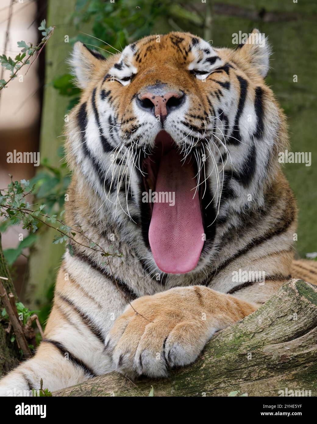 Majestic Tiger Yawning in a Forest Setting Stock Photo - Alamy