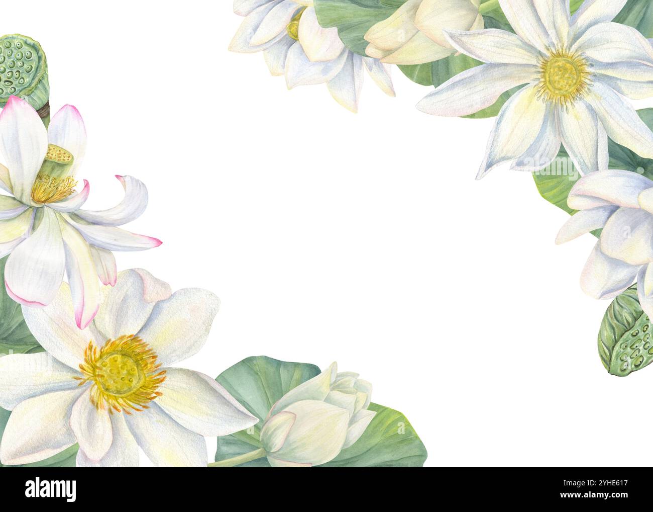White waterlilies flowers with buds, leaves watercolor horizontal ...