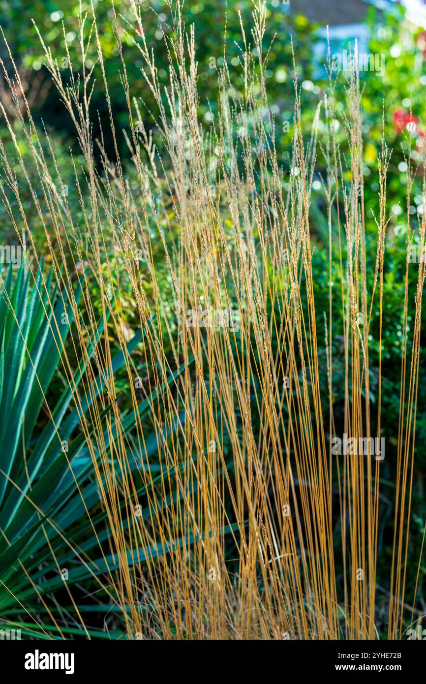 Molinia caerulea subsp caerulea heidebraut hi-res stock photography and ...