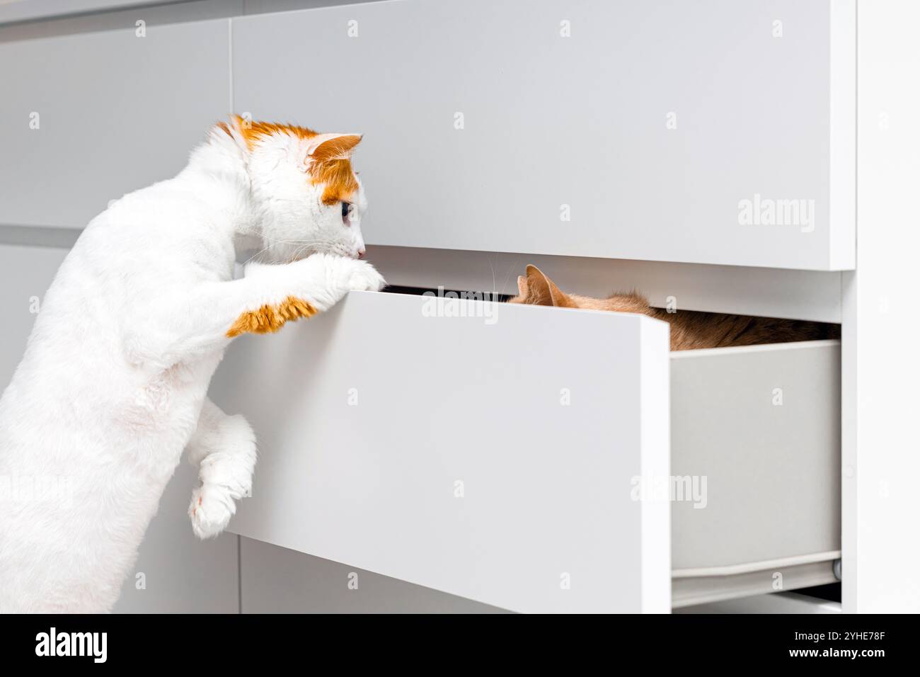 domestic cat climbs into open dresser drawer. cats play hide and seek ...