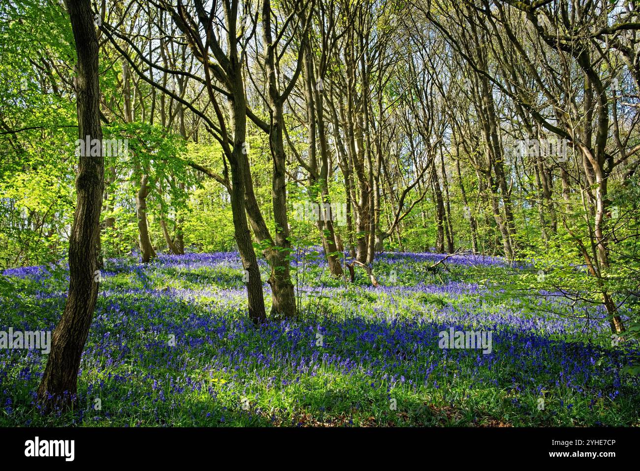 Sheffield yorkshire woolley wood hi-res stock photography and images ...