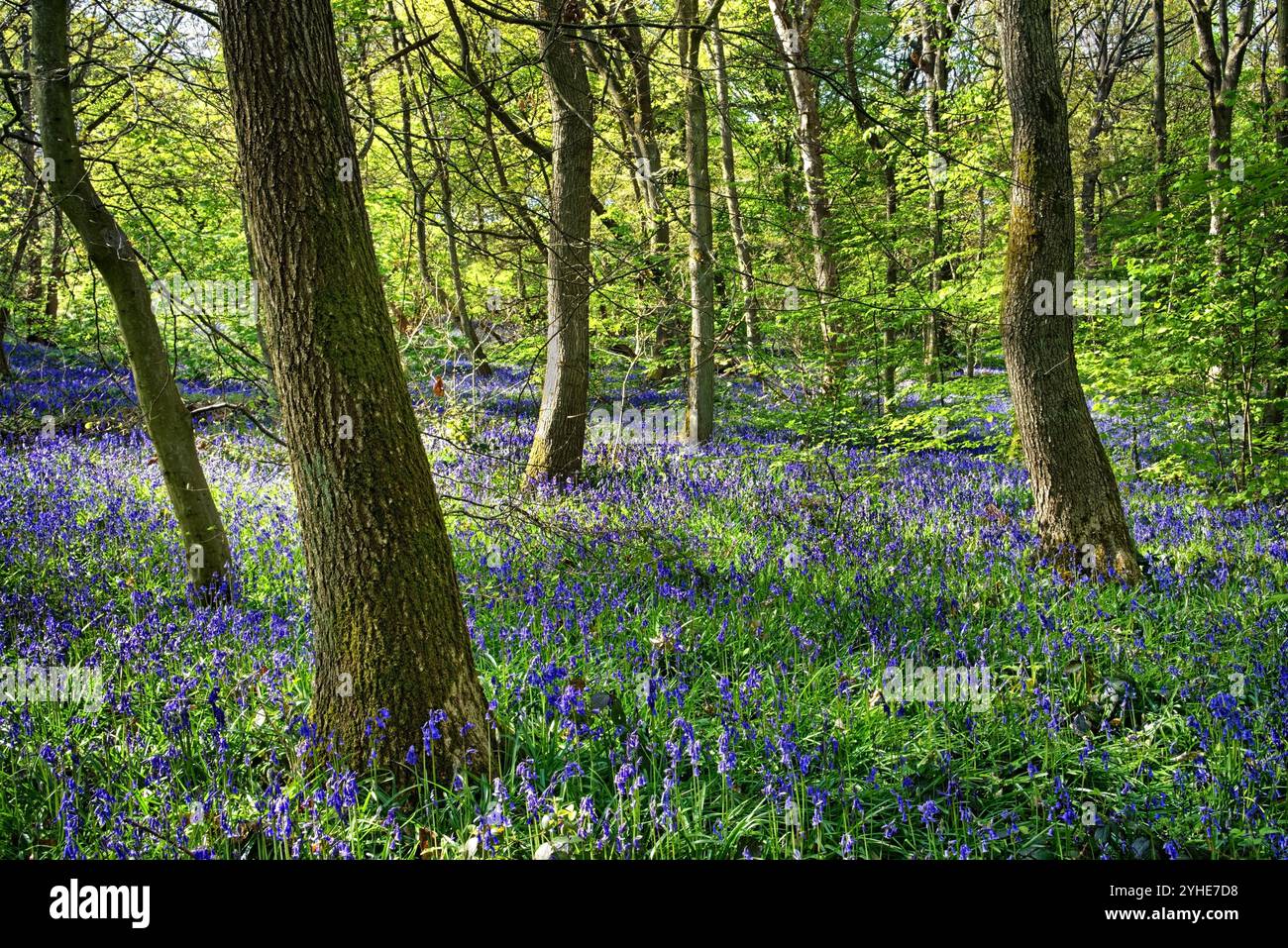Sheffield woodland uk hi-res stock photography and images - Alamy