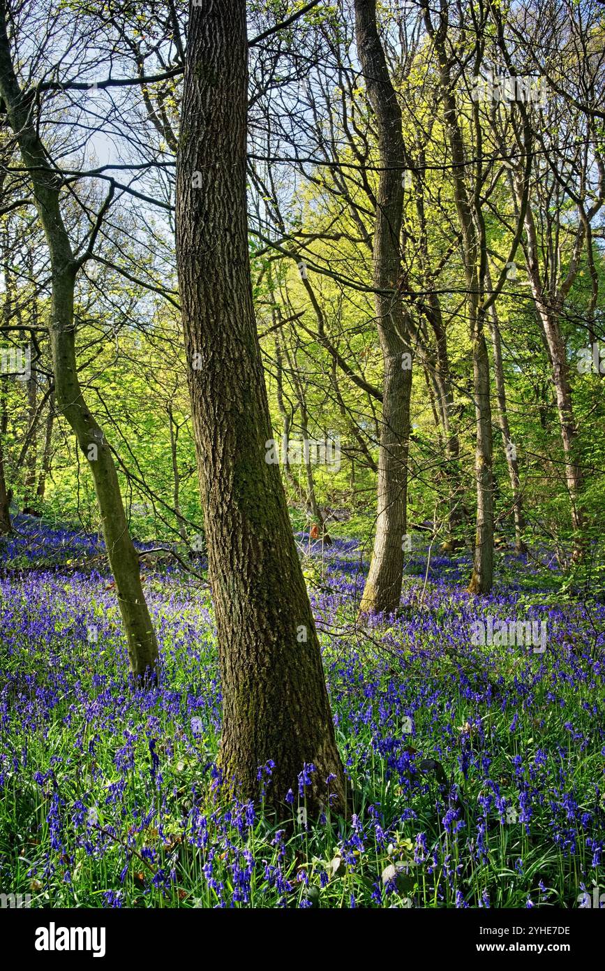Sheffield yorkshire woolley wood hi-res stock photography and images ...