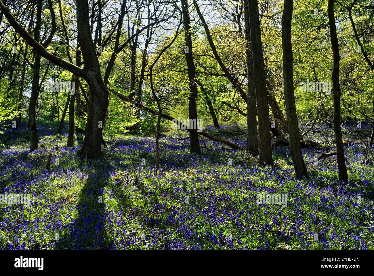 Sheffield woodland uk hi-res stock photography and images - Alamy