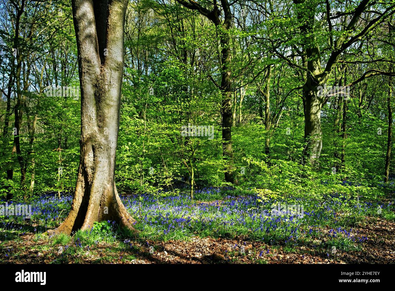Sheffield yorkshire woolley wood hi-res stock photography and images ...