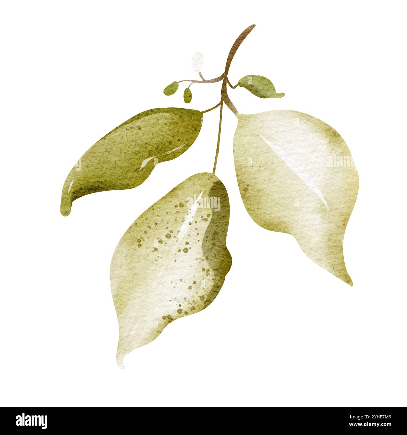 Sketch hand drawn branch Cut Out Stock Images & Pictures - Alamy