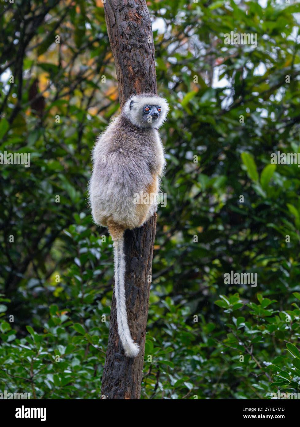 A Verreaux's(Diademed) Sifaka clings to a tree in a lush forest. The ...