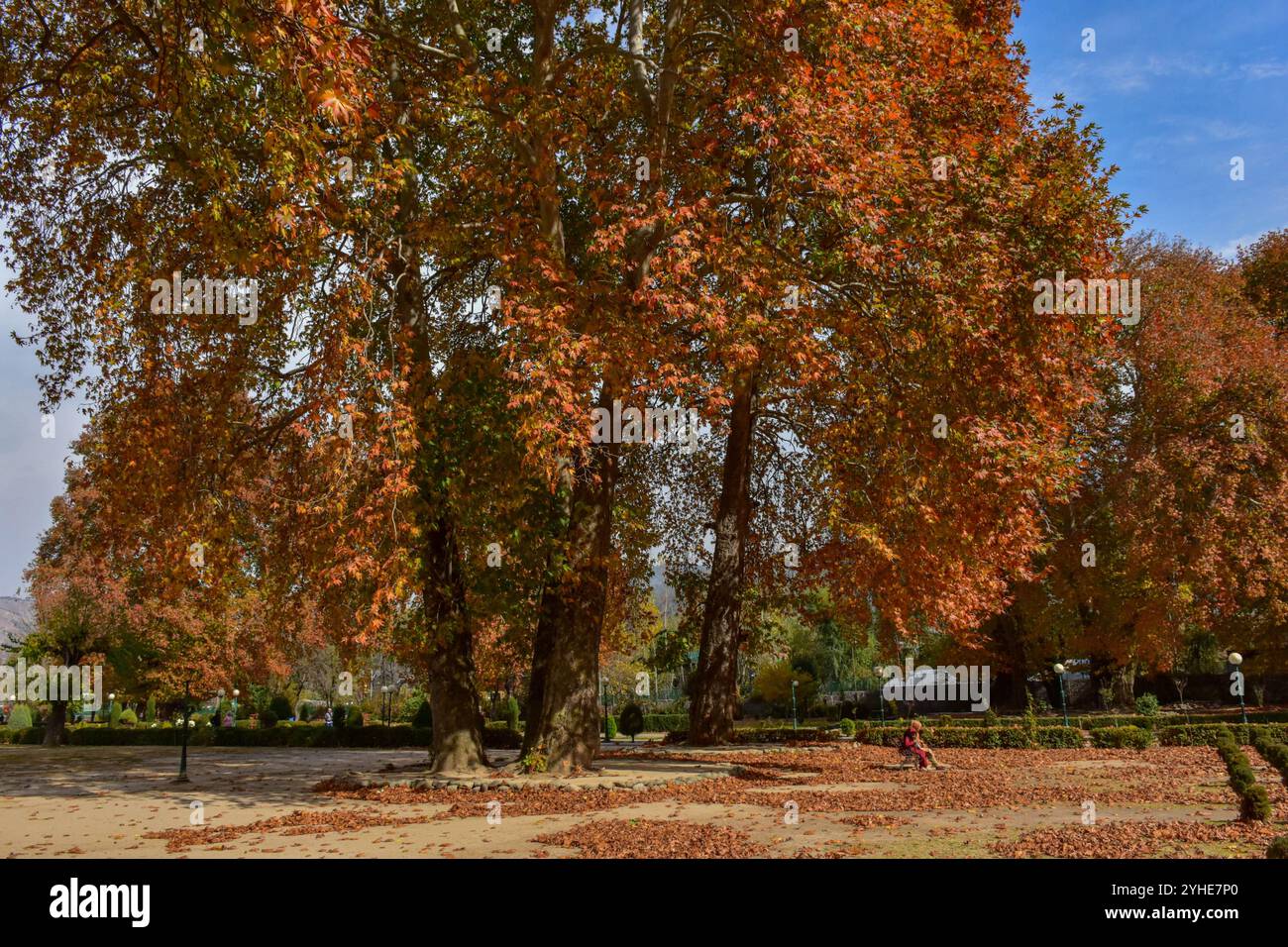 Verinag, India. 11th Nov, 2024. Visitors rest on the bench on an autumn ...