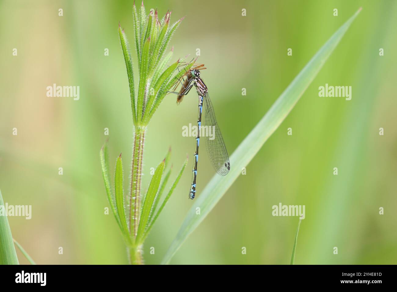 Female variable damselfly hi-res stock photography and images - Alamy