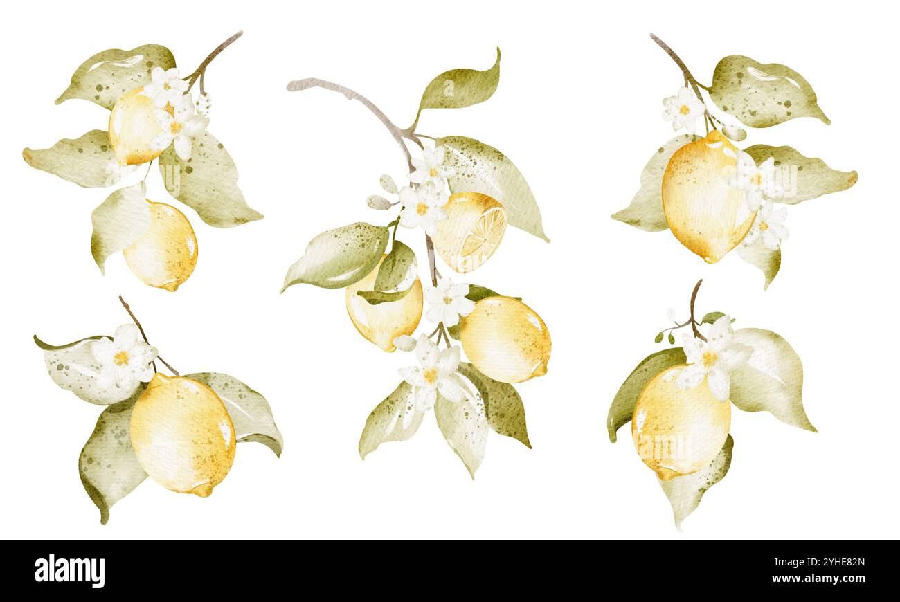Lemon flower on branches Cut Out Stock Images & Pictures - Alamy