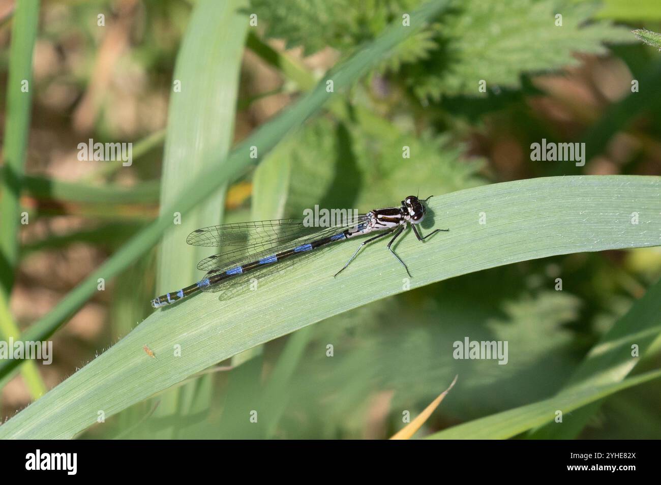 Side view of damselfly hi-res stock photography and images - Alamy