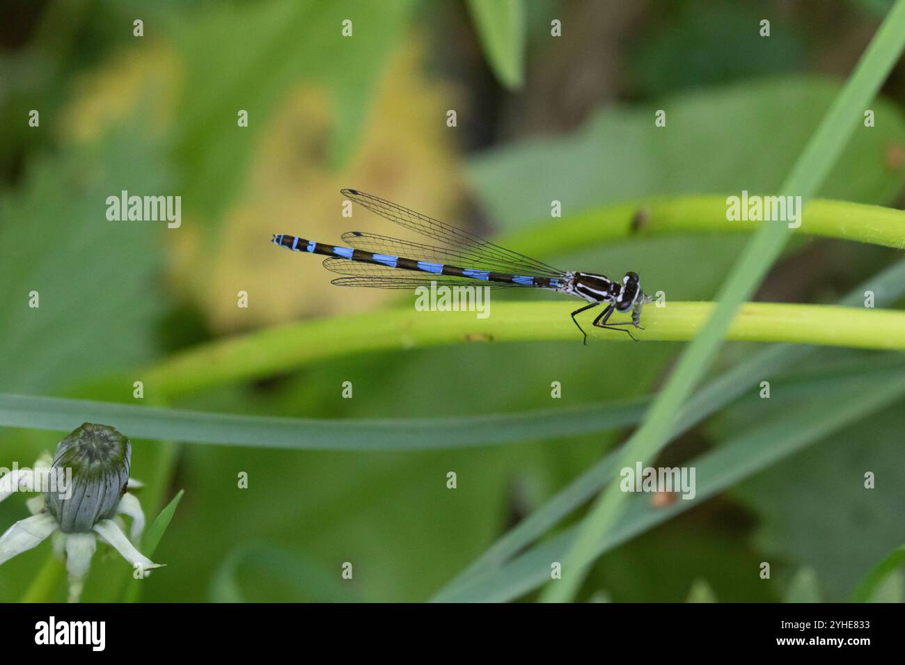 Variable Damselfly or Variable Bluet female blue form - Coenagrion ...