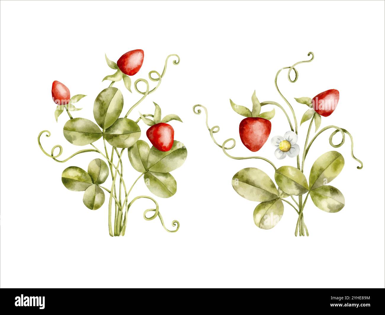 Hand-drawn, watercolor illustration with set with two bright strawberry ...