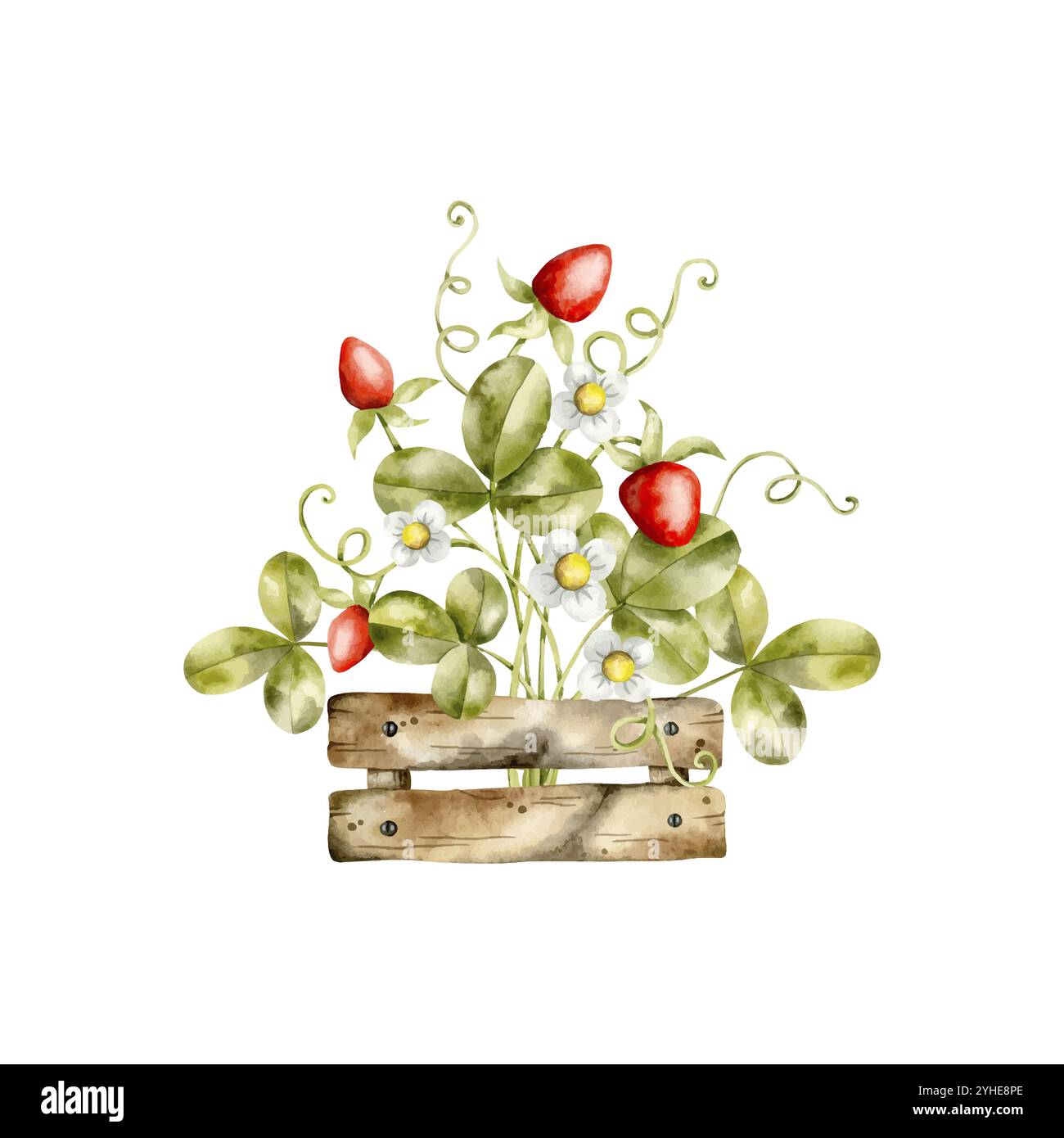 Strawberry plant berries in Stock Vector Images - Alamy