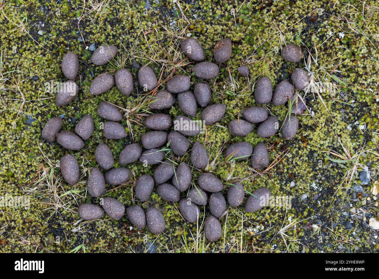 Animal droppings hi-res stock photography and images - Alamy