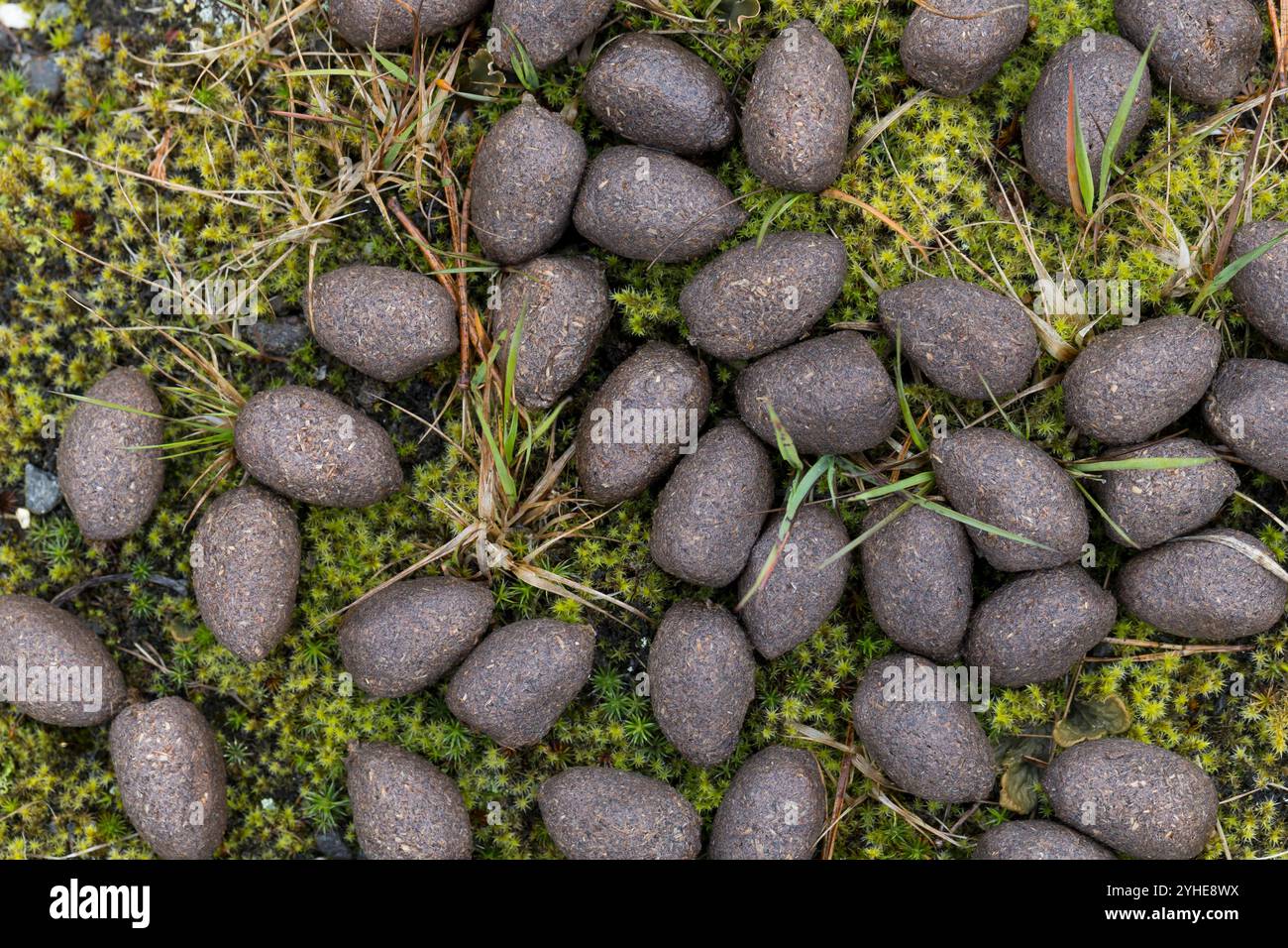 Elk Poop Vs Moose Poop